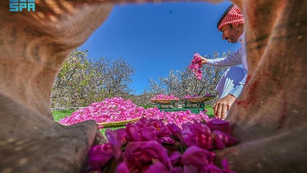 Taif Rose: Preserving Saudi Arabia's Fragrant Heritage - OneArabia