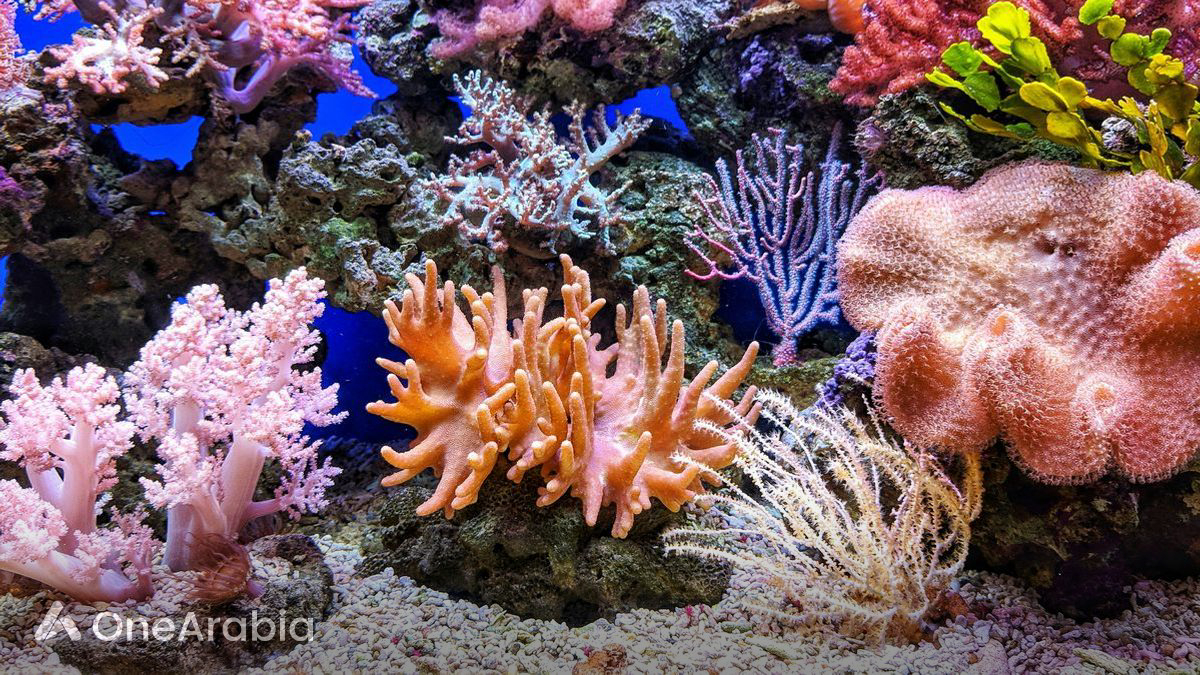 KAUST And NEOM Initiate World's Largest Coral Restoration In Red Sea ...