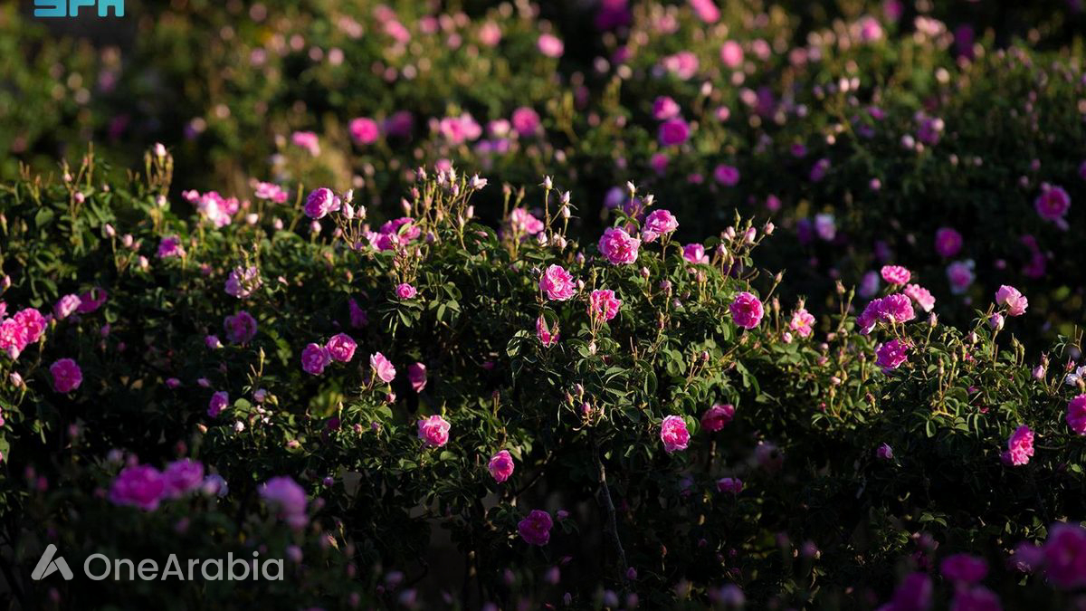 Saudi Arabia Targets Two Billion Roses Production By 2026 - OneArabia