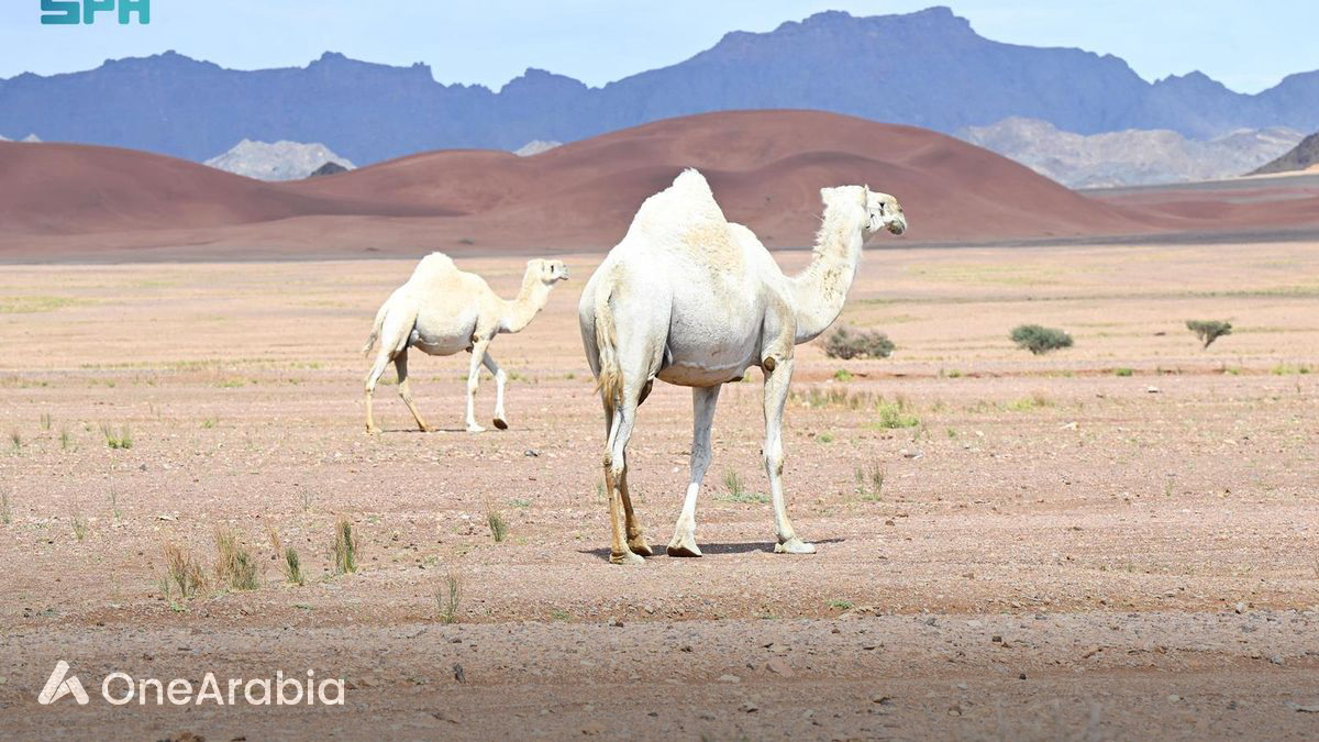 Saudi Arabia Marks Year Of The Camel With AlUla Exhibition - OneArabia