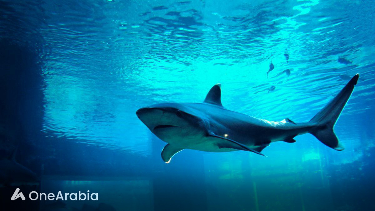 Dive Into Adventure: Saudi Arabia Launches Cage Diving With Sharks In ...