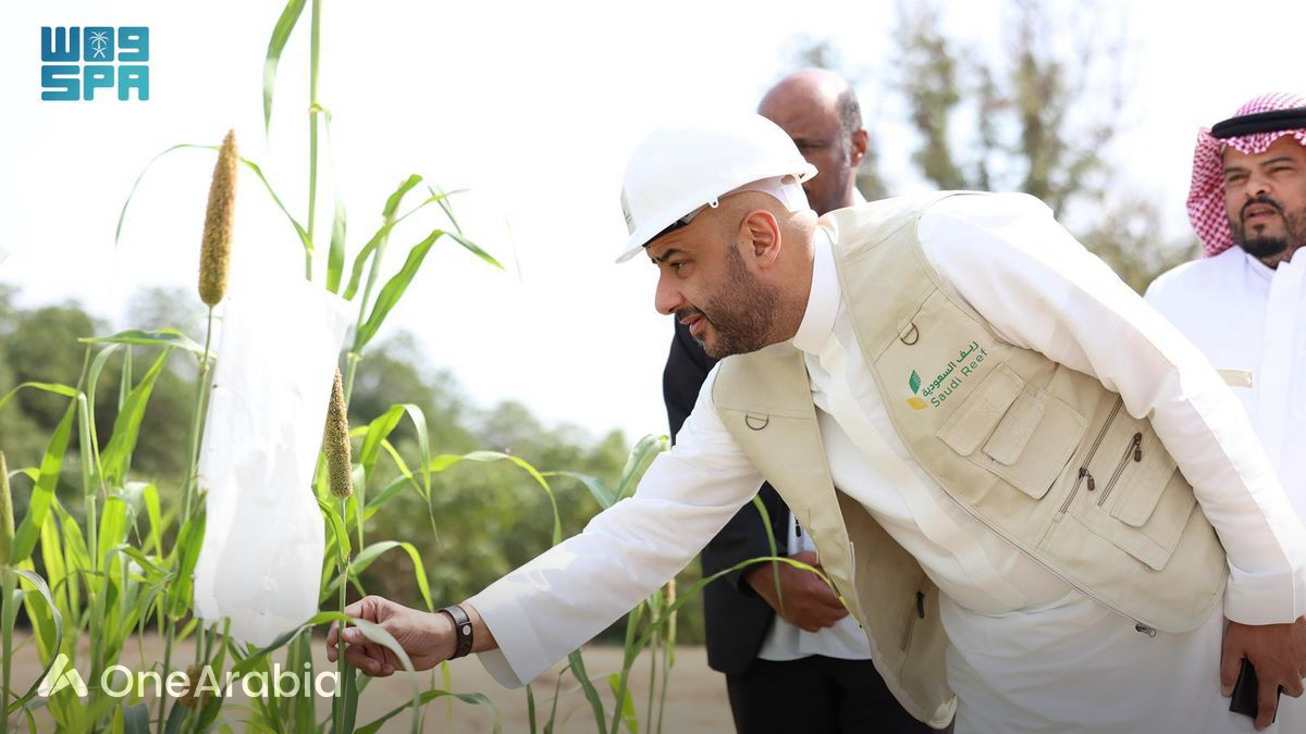 Reef Saudi's Triumph In Rain-Fed Agriculture Reduces Harvest Costs ...