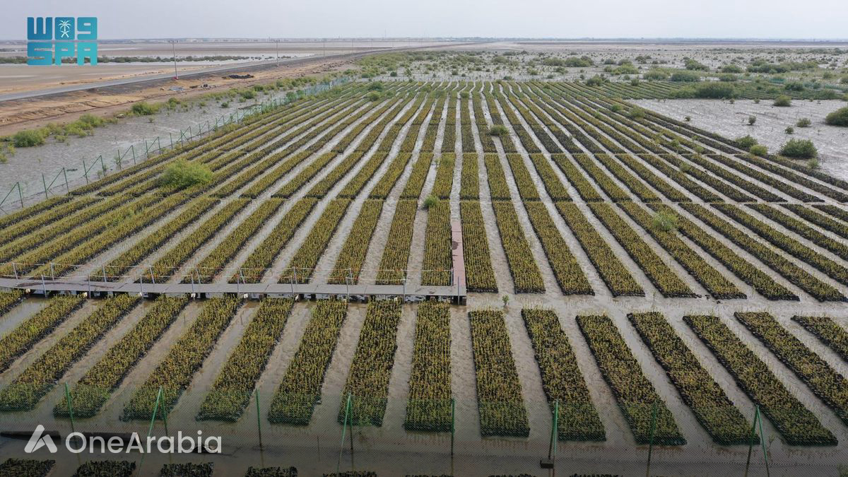 Saudi Arabia Advances Towards Environmental Sustainability With Vision ...