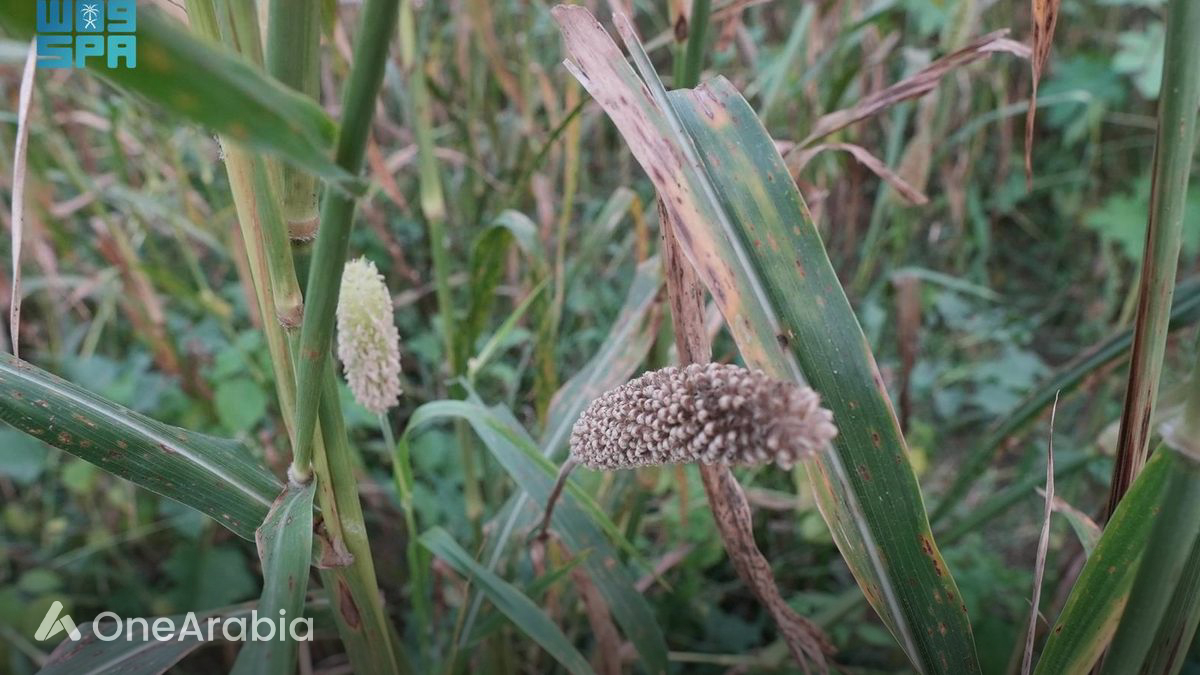Ancient Millet Cultivation Preserved By Farmer Hussein Al-Ghamdi ...