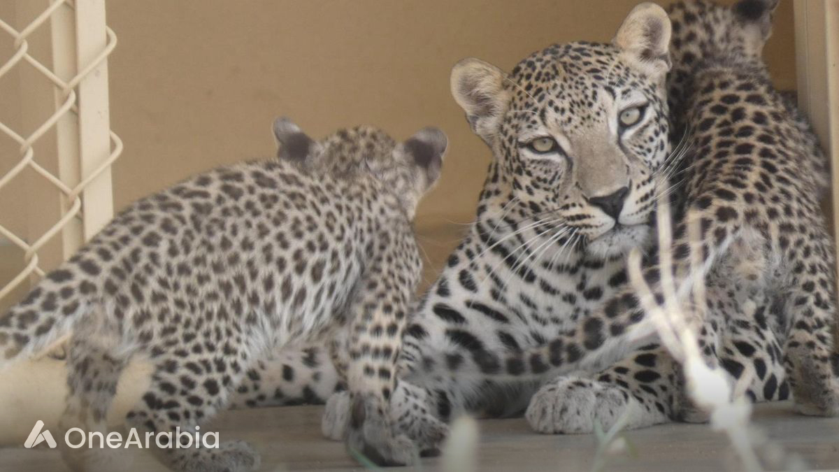 Arabian Leopard Conservation: Rare Triplets Born In AlUla - OneArabia