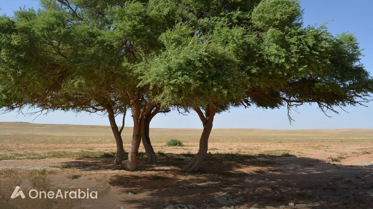 Resilient Ancient Trees Flourish In Imam Turki Bin Abdullah Royal ...