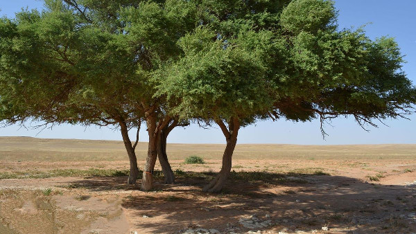 Resilient Ancient Trees Flourish In Imam Turki Bin Abdullah Royal ...