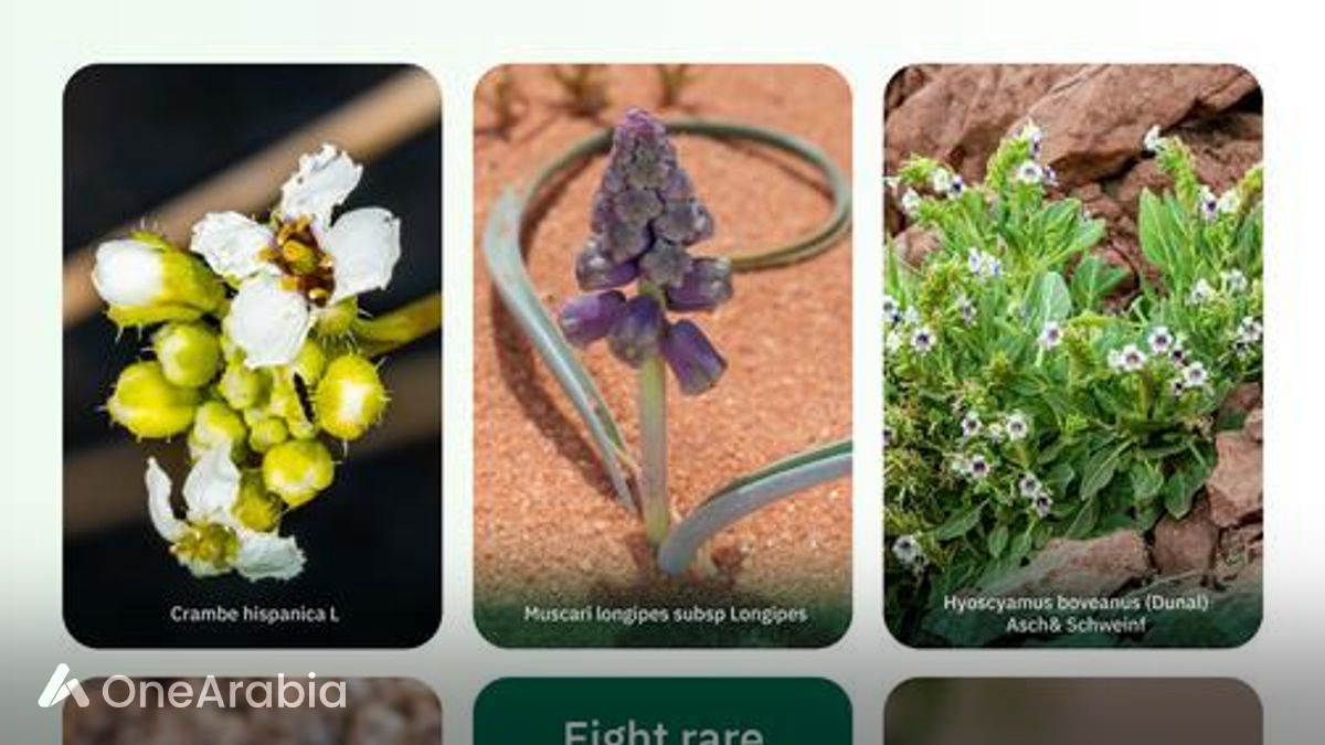 MEWA And NEOM Discover Eight New Native Plant Species In Saudi Arabia ...