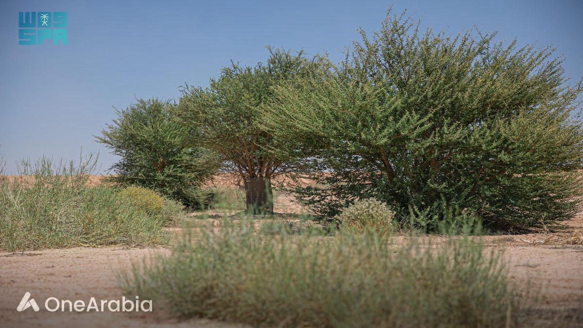 Wadi Mira Restoration Project Enhances Local Ecosystem In Northern ...