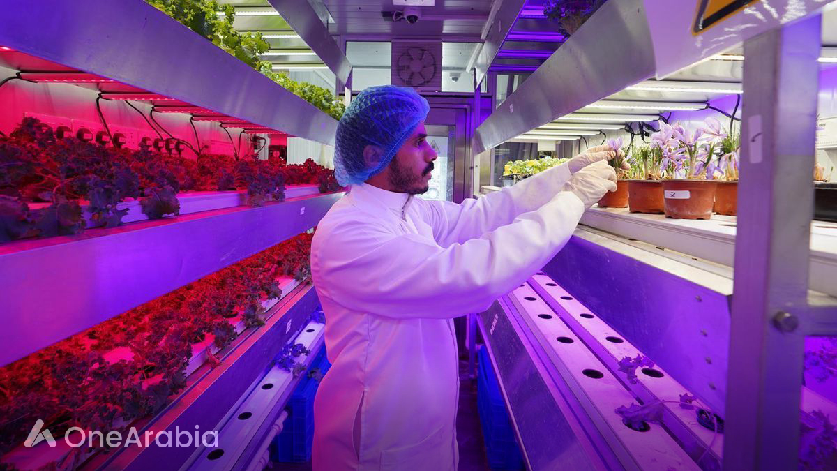 Saudi Researchers Innovate Saffron Cultivation Technologies For Rapid ...