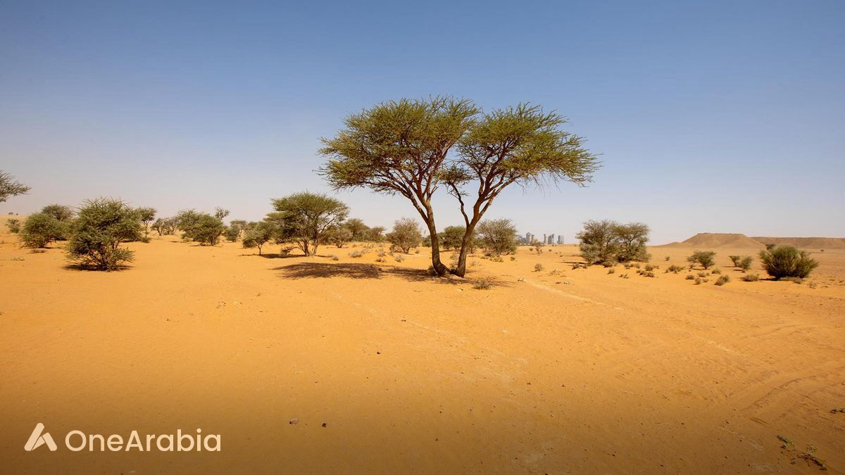 NCVC Launches Executive Plan To Combat Desertification And Drought ...