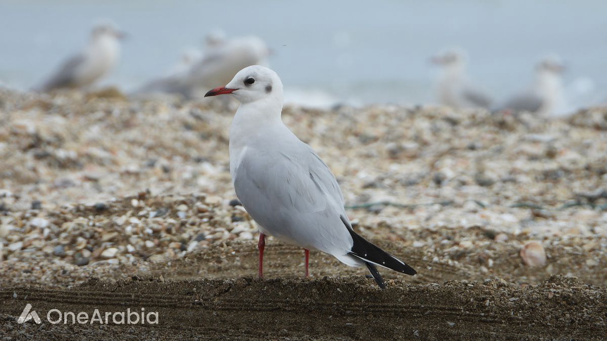 EPAA Completes First Middle East Study On Seabirds And Marine Debris ...
