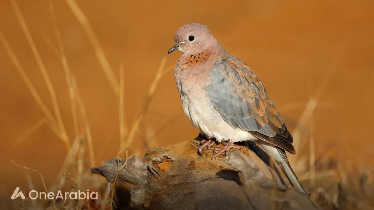 NCW Announces 2025-2026 Hunting Season In Saudi Arabia - OneArabia