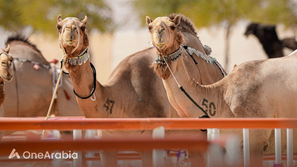 19th Al Dhafra Festival In Abu Dhabi: Celebrating Heritage And ...